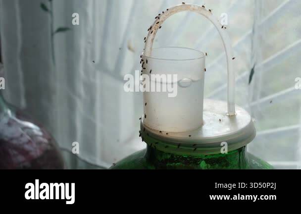 Fermentation of Homemade Wine. Swarming of fruit flies (Drosophila ...