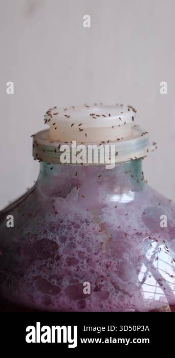 Swarming of fruit flies (Drosophila) around the Airlock. Fermentation ...