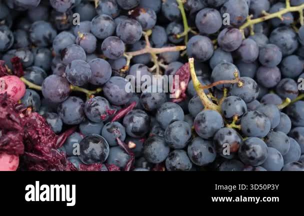 Red Grapes Background. Drape Pomace or Marc in the Winemaker's Hand ...