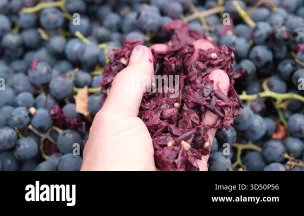 Grape Pomace in the Woman's Hand against a Purple Grape Background ...