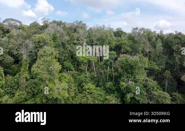 Brazil, tropical forest Stock Videos & Footage - HD and 4K Video Clips ...