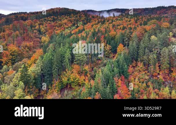 drone view of misty woodland treetops, vivid autumn canopy with fog and ...