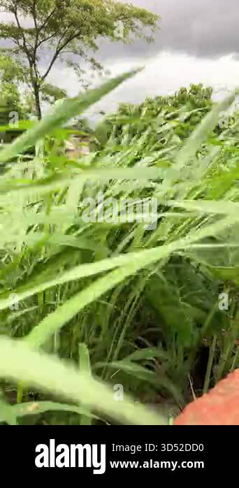 Napier grass field nature Stock Videos & Footage - HD and 4K Video ...