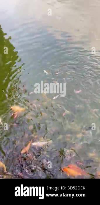 Crowded koi fish pond swarming Stock Videos & Footage - HD and 4K Video ...