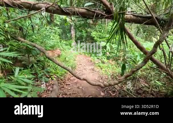 Lush forest path surrounded by dense greenery Stock Video Footage - Alamy
