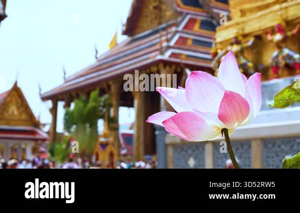 Bangkok temple flower Stock Videos & Footage - HD and 4K Video Clips ...