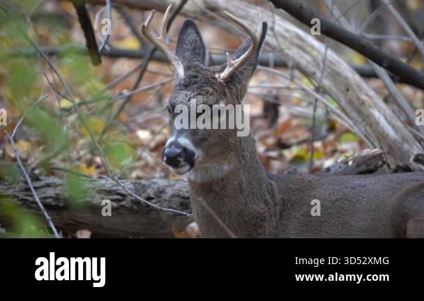A male white-tailed deer (Odocoileus virginianus) rests in the woods ...