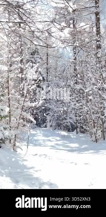 Vertical video of a snowy forest in the High Tatras, Slovakia: snow ...