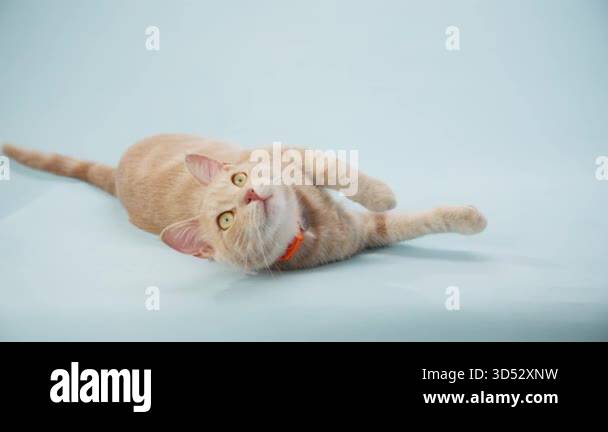 Cat swatting Stock Videos & Footage - HD and 4K Video Clips - Alamy