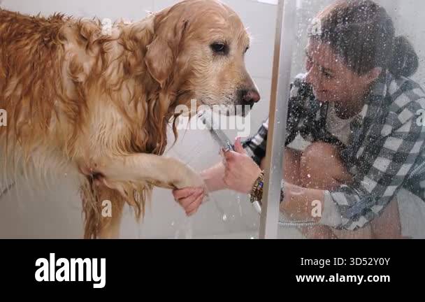 Woman Washing A Dog In The Shower Cabin And Washing Paws After Outdoors ...