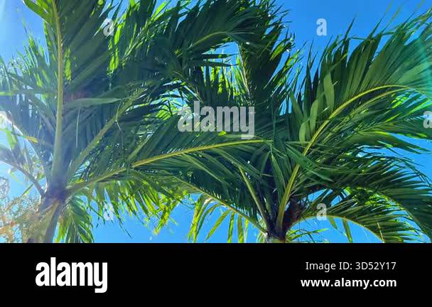 palm trees and the sun against the sky, sun rays through a palm branch ...