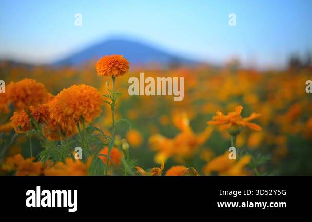 Video of Mexican landscape at autumn sunset with marigold flowers, with ...