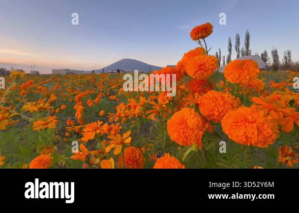 Video of Mexican landscape at autumn sunset with marigold flowers, with ...