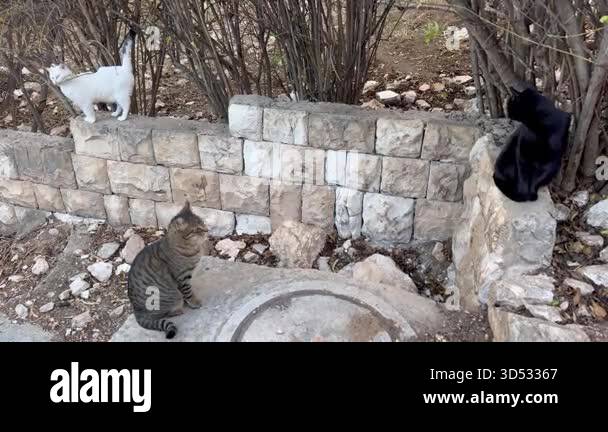 Four street cats sit in bushes on the street, waiting to be fed Stock ...