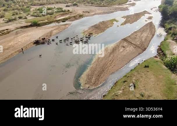 Goats crossing river in rural Stock Videos & Footage - HD and 4K Video ...