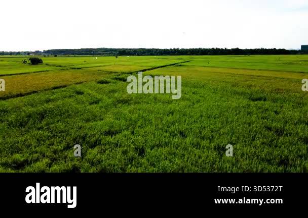 Beautiful paddy field landscape in Malaysia with green and golden rice ...