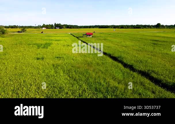 Golden rice paddy field landscape Stock Videos & Footage - HD and 4K ...