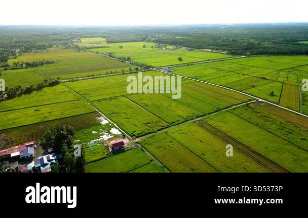 Aerial landscape of wide green paddy fields in tropical Malaysia, with ...