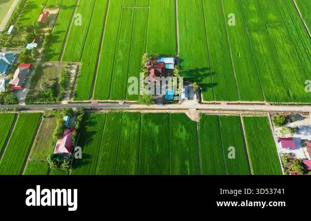 Aerial top view of vibrant green paddy fields in rural Malaysia with ...