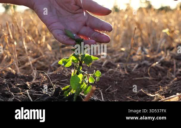 Drops water fall on leaves during pouring planted green sprout into ...