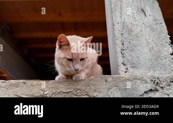 Closeup video of a beige domestic cat perched on a concrete wall ...