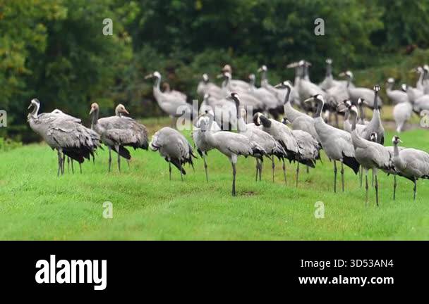Male female common cranes Stock Videos & Footage - HD and 4K Video ...