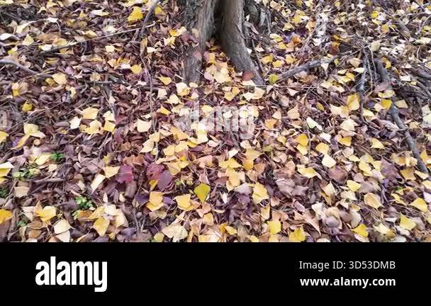 Autumn landscape slow motion. Slow motion video of leaves on the ground ...