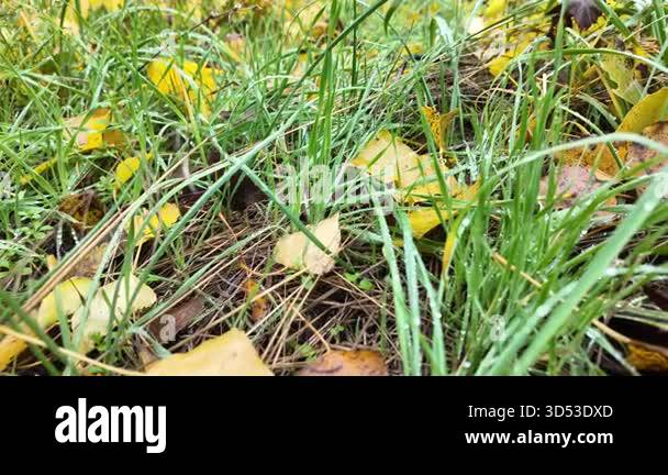 Autumn landscape slow motion. Slow motion video of leaves on the ground ...