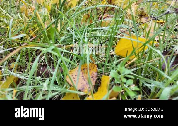 Autumn landscape slow motion. Slow motion video of leaves on the ground ...