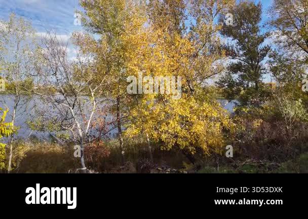 Autumn landscape slow motion. Slow motion video of leaves falling from ...