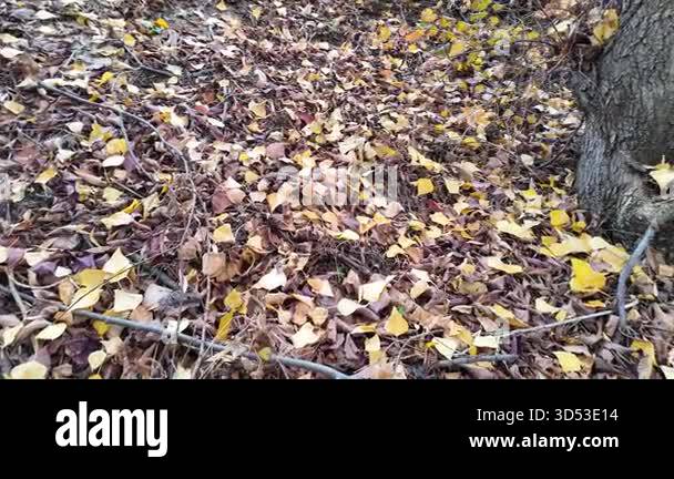 Autumn landscape slow motion. Slow motion video of leaves on the ground ...