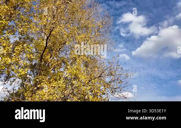 Autumn landscape slow motion. Slow motion video of leaves falling from ...
