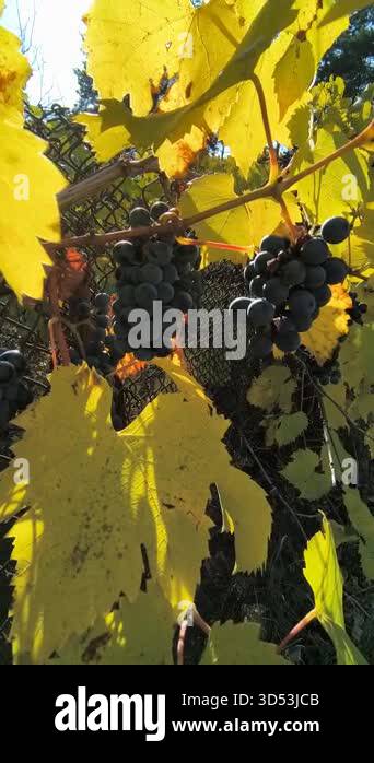 Blue grapes and yellow autumn grape leaves. Yellow leaves of wild ...