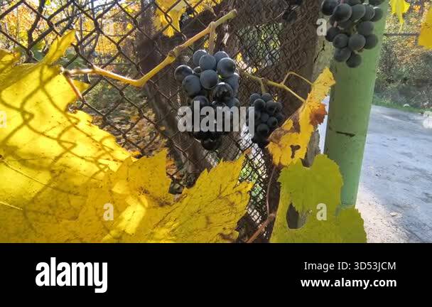 Blue grapes and yellow autumn grape leaves. Yellow leaves of wild ...