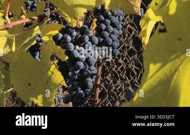Blue grapes and yellow autumn grape leaves. Yellow leaves of wild ...