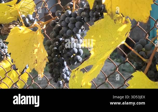 Blue grapes and yellow autumn grape leaves. Yellow leaves of wild ...