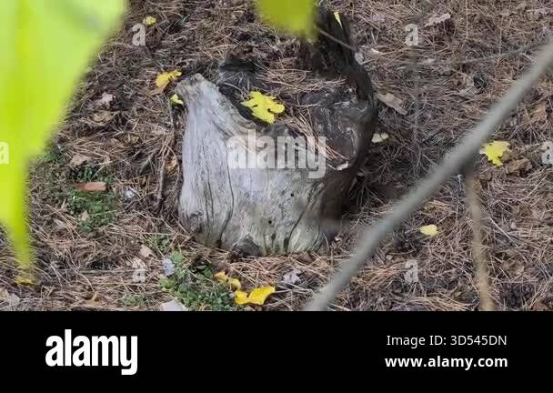 An old stump in the forest. An old tree. A tree stump on the ground ...