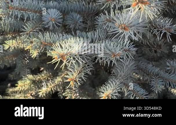 Close-up of blue spruce branches with bluish-green needles and reddish ...