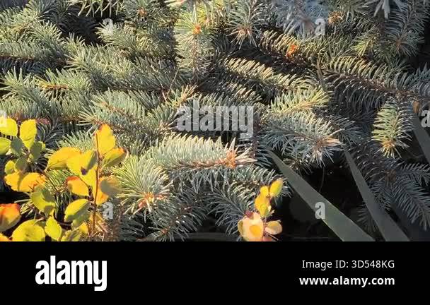 Close-up of blue spruce branches with bluish-green needles and reddish ...