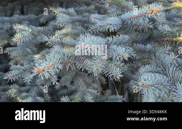Close-up of blue spruce branches with bluish-green needles and reddish ...