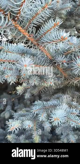 Close-up of blue spruce branches with bluish-green needles and reddish ...