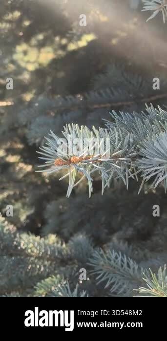 Close-up of blue spruce branches with bluish-green needles and reddish ...