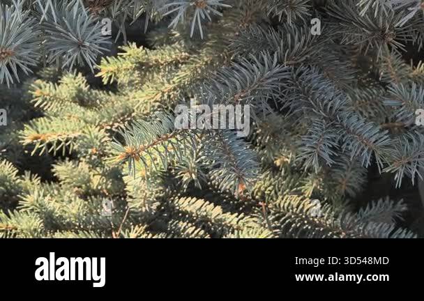 Close-up of blue spruce branches with bluish-green needles and reddish ...
