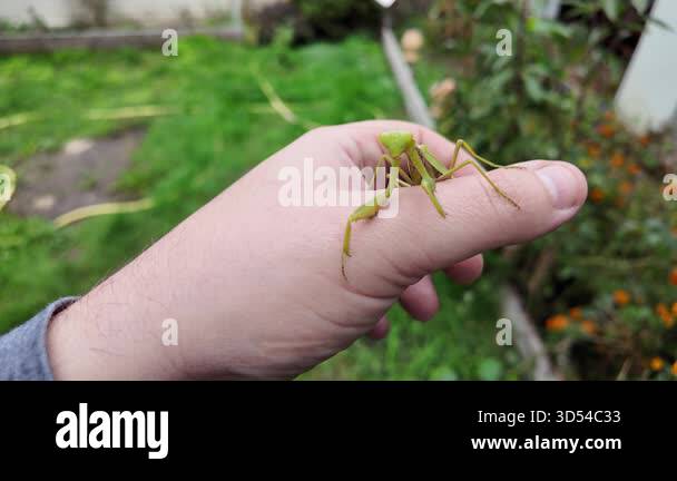 Large green praying mantis on a person's hand. 4K slow-motion video ...