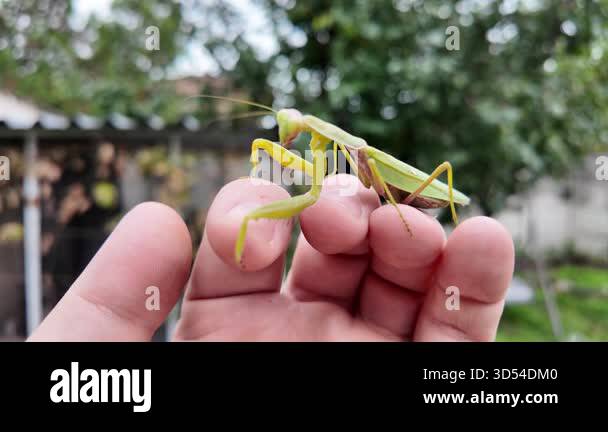 Large green praying mantis on a person's hand. 4K slow-motion video ...