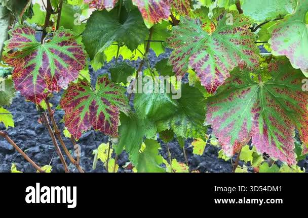 Creeping vine wet leaves Stock Videos & Footage - HD and 4K Video Clips ...