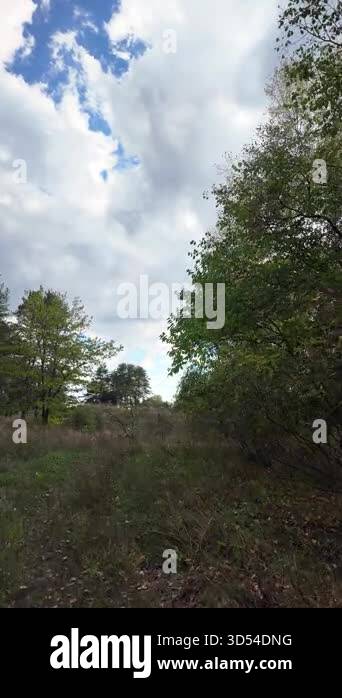 Forest path. Nature. Landscape. Forest. Tall trees. First-person walk ...
