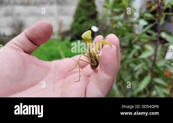 Large green praying mantis on a person's hand. 4K slow-motion video ...
