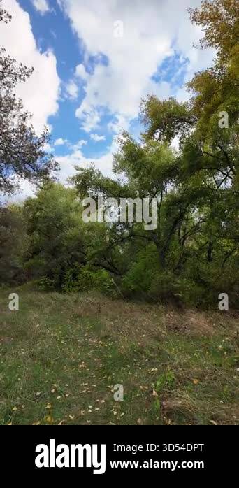 Forest path. Nature. Landscape. Forest. Tall trees. First-person walk ...