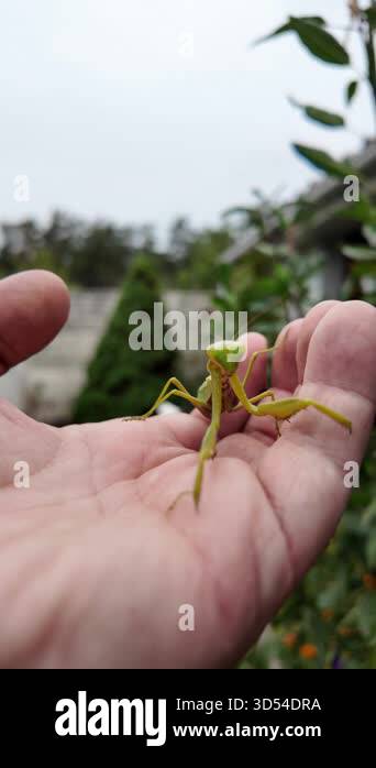 Large green praying mantis on a person's hand. 4K slow-motion video ...